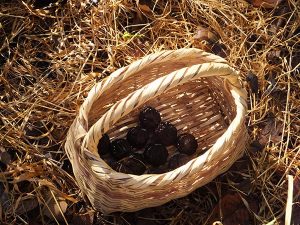 Qué hay detrás del tocte pelado